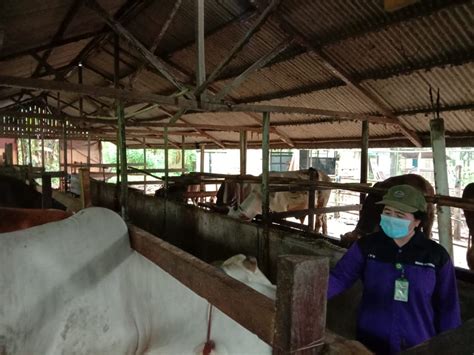 Jelang Hari Raya Idul Adha Ratusan Sapi Diperiksa Teras7