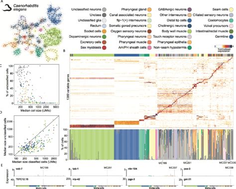 Mc Analysis Of A Whole Organism Single Cell Dataset A 2d Projection Of