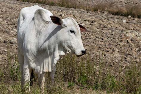 Premium Photo Nellore Cattle On Pasture