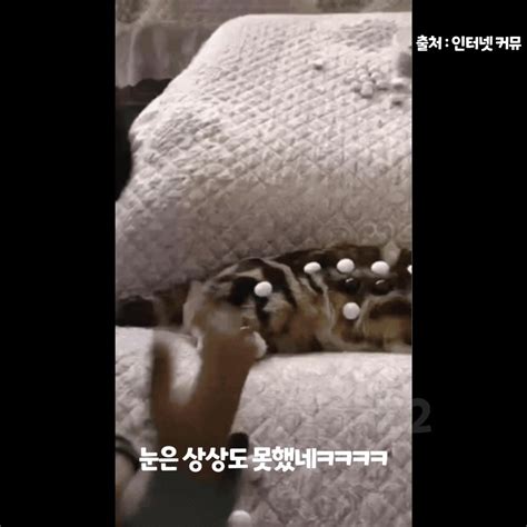 Z2 눈까지 했는데 참아주는건 사랑이다ㅋㅋㅋ 출처 인터넷 커뮤 저작권 등 문제 있을 시 Dm 보내주시면 바로 조치 하겠습니다 고양이 반려묘