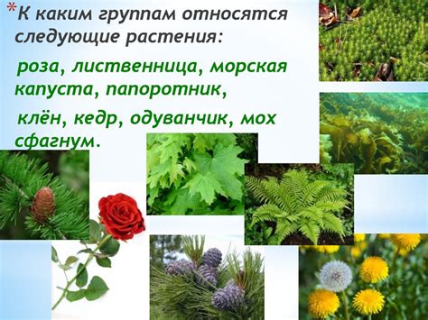 Солнце, растения и мы с вами. Окружающий мир. 3 класс - презентация онлайн