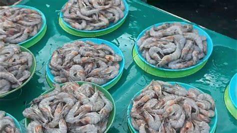 Murang Tumpukan Ng Hipon Isda At Pusit Youtube