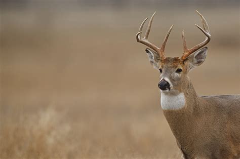 Deer Likely Transmitted Coronavirus To A Human Discover Magazine