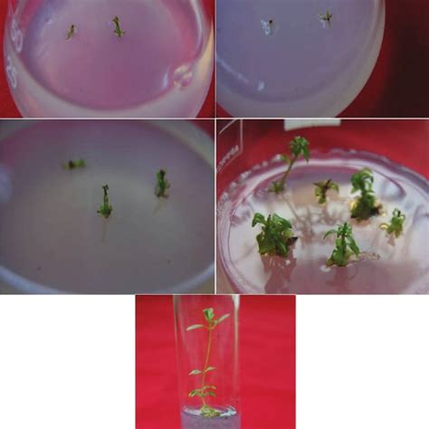 Genetic Transformation And Indirect Shoot Regeneration Of Transgenic