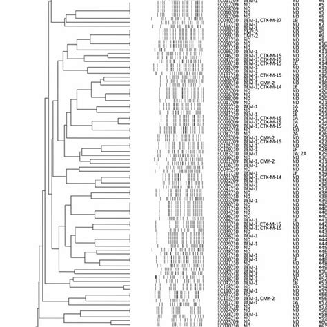 Dendrogram Generated From Pfge Profiles Of The E Coli Strains Isolated