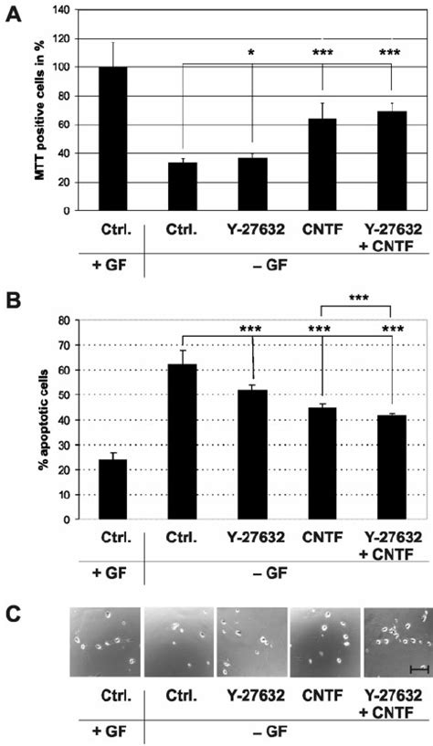 Rock Inhibition And Cntf Enhance Neurite Outgrowth In Rgc 5 Cells A