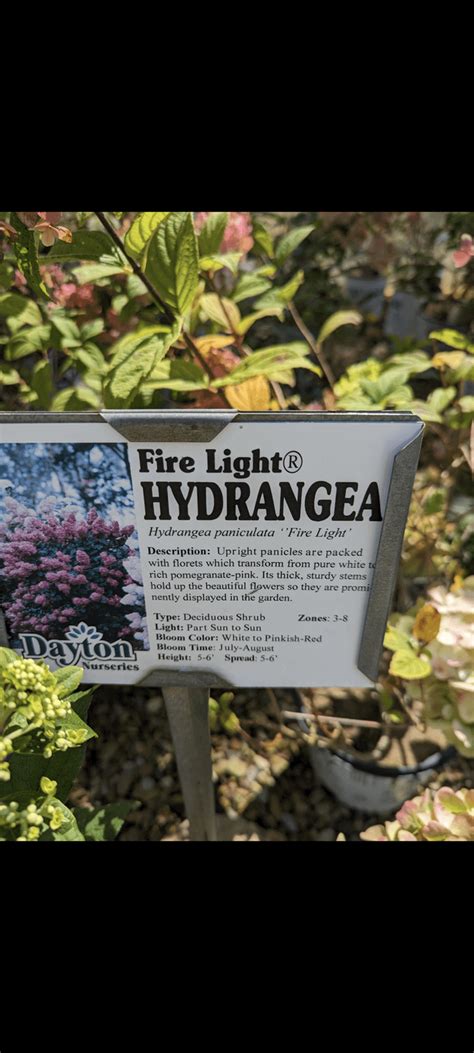 Firelight Hydrangea Question R Hydrangeas