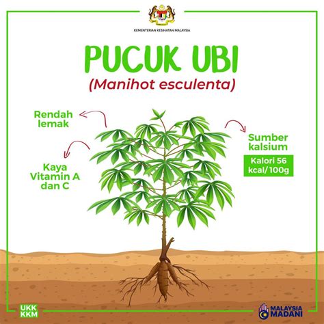 Kebaikan Pucuk Ubi Kkm Suara Sarawak