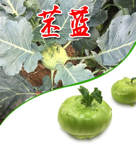 蓝皮菜大山谷图库