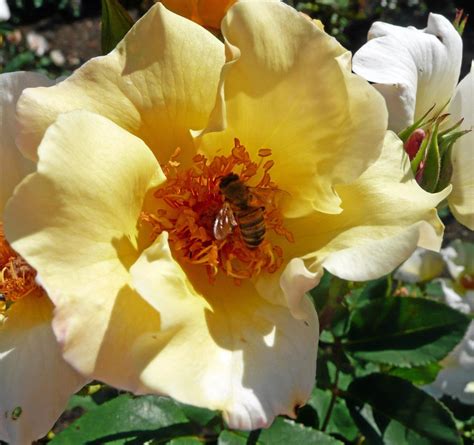 Garden Tip The Difference Between Female And Male Flowers Marin