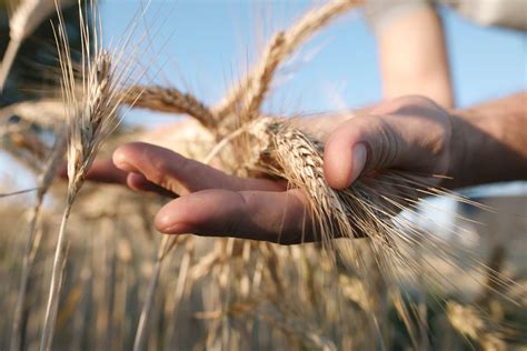 Como O Brasil Revolucionou O Cultivo Do Trigo Apostando Na Ciência Agrária