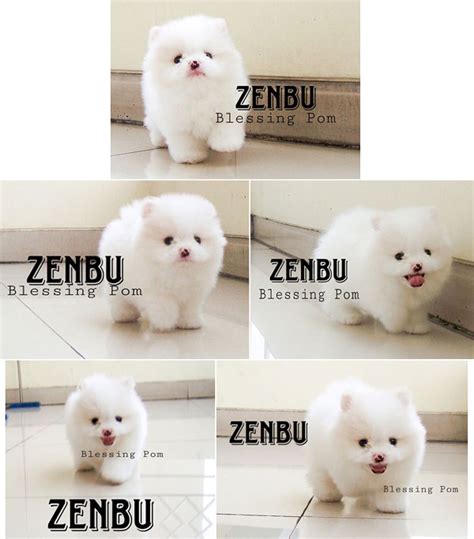 Jual Anakan Pomeranian Kualitas Bagus Anjing Pomeranian AnjingKita ID
