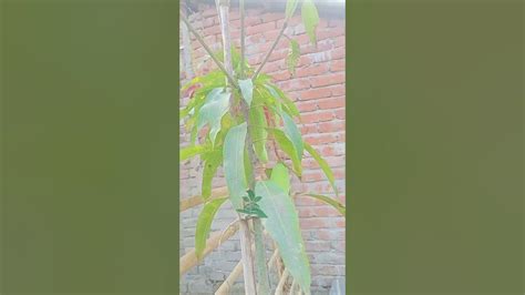 বানানা ম্যাংগো আম গাছ । Banana Mango Tree । বানানা আম গাছ Youtube