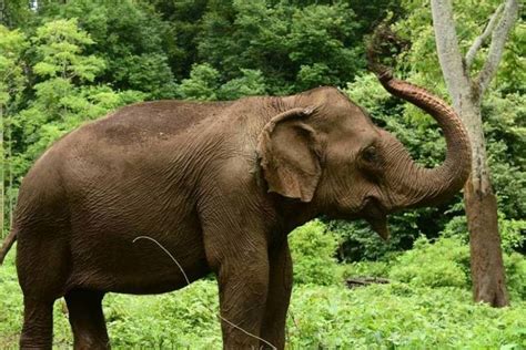 «សត្វដំរីជាវិស្វករនៃប្រព័ន្ធអេកូឡូស៊ី សុីសុីថាមស៍