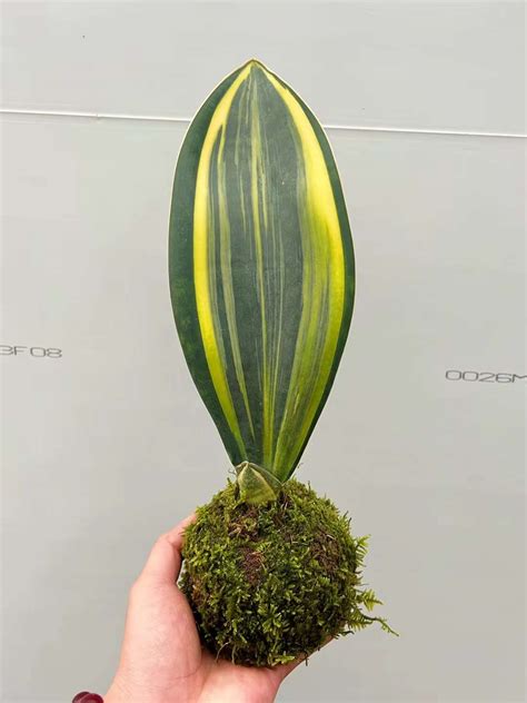 새로운 스타일의 놀라운 뱀 식물 산세베리아 025 갤런 Elves Garden