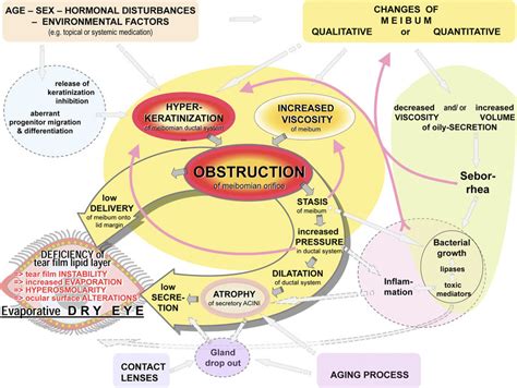 Pathways And Proposed Sequence Of Events That Lead To Selfenforcing Download Scientific Diagram Pathways And Proposed Sequence Of Events That Lead To Selfenforcing Download Scientific Diagram