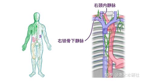 人体解剖学基础——淋巴系统篇 知乎