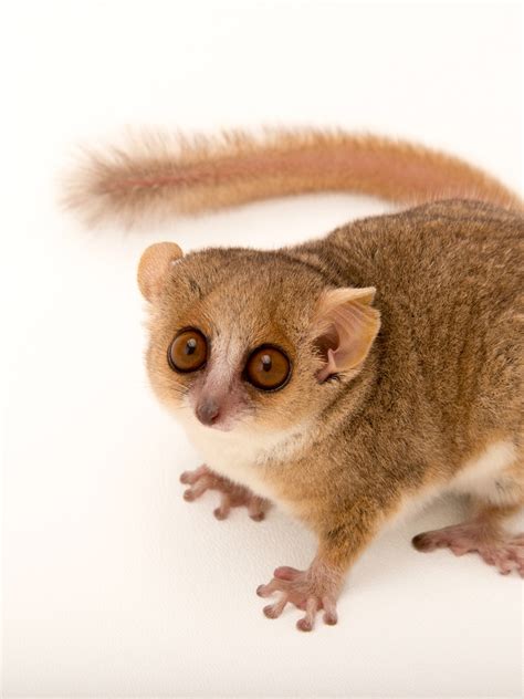 Pygmy Mouse Lemur