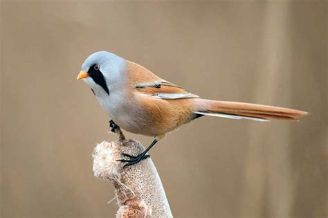 Bearded Tit Identification Guide Bird Spot
