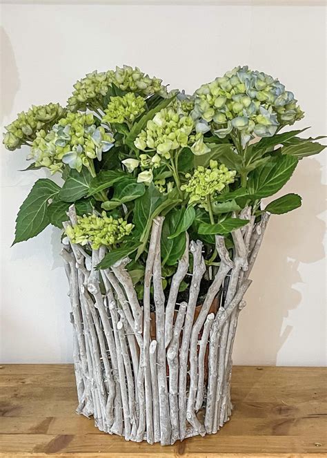 Hortensie La Ghiveci Verde Albastru