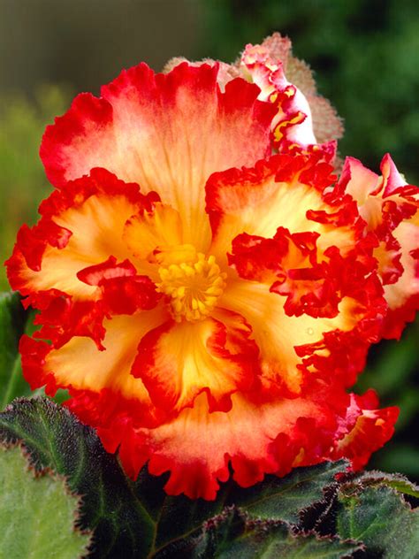 Begonia Crispa Marginata Gelb Rot Stauden Kaufen Dutchgrown™