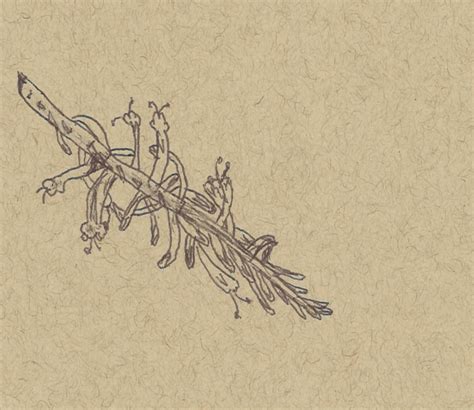 Oxnard Botanical Contour Drawing Focus On The Masters Arts Archive