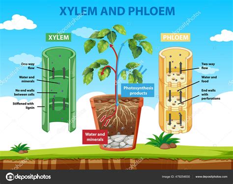 Diagram Showing Xylem Phloem Plant Illustration Stock Vector By