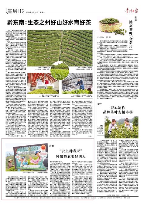 丹寨：“云上种春天” 种出茶农美好明天茶园监控茶叶