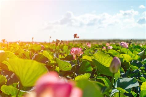 A Pink Lotus Flower Sways In The Wind Against The Background Of Their