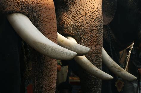 Indian Elephant Trunk And Tusk In Close Up Stock Image Image Of