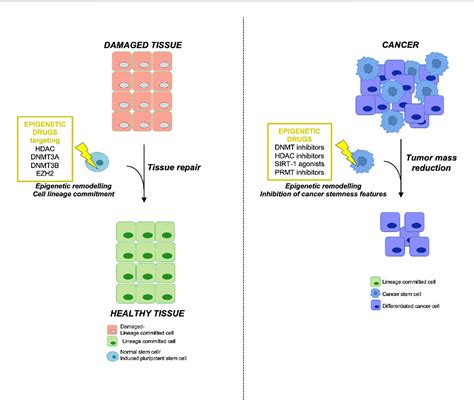 Figure 1 From Targeting Epigenetic Alterations In Cancer Stem Cells