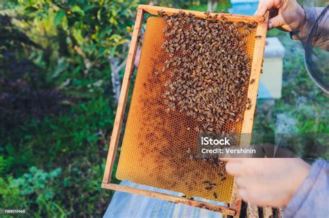 꿀벌 벌집의 프레임입니다 양봉가 수확 꿀 꿀벌 흡연자는 프레임 제거 전에 꿀벌을 진정시키는 데 사용됩니다 양봉가가 꿀벌 하이브를