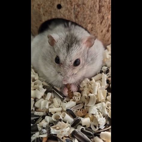 2년 할머니 햄스터 식사 푸딩 햄찌 Hamster Youtube