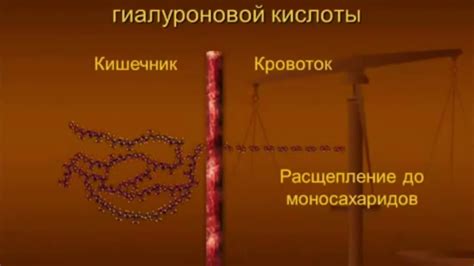 Нильс Душек БИ ЛУРОН B LURON гиалурон хондроитиновый комплекс - YouTube