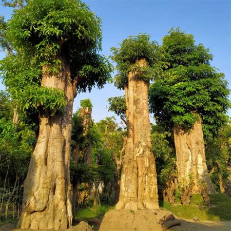 Pohon Pule Adalah Agro Bejo Tani