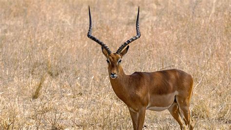 300 Free Lilia Impala And Impala Photos Pixabay