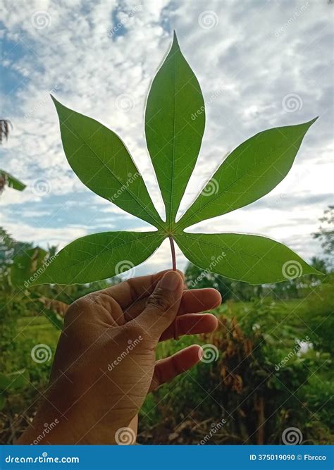 Cassava Leaves That Form Rhythm Royalty Free Stock Image