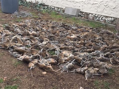 Alameda And San Mateo Gopher Control Gopher Trapping Pros