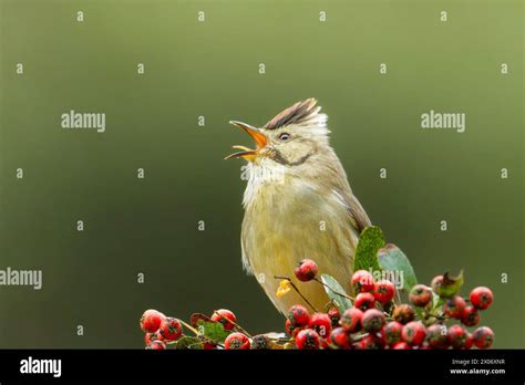 Taiwan Yuhina Yuhina Brunneiceps Endemic Bird Of Taiwan Perched In