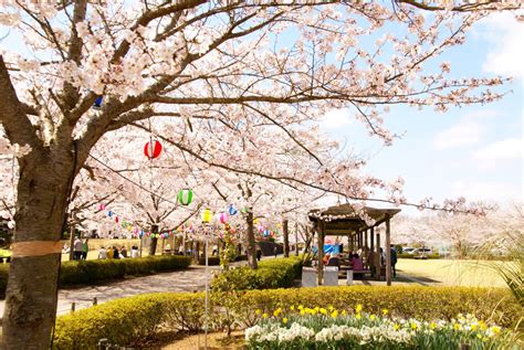 4月｜きらくやま桜まつり イベント・年中行事 ｜つくばみらい市観光協会