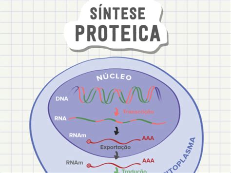 Etapas Da Síntese Proteica Gisele Luz Quizur