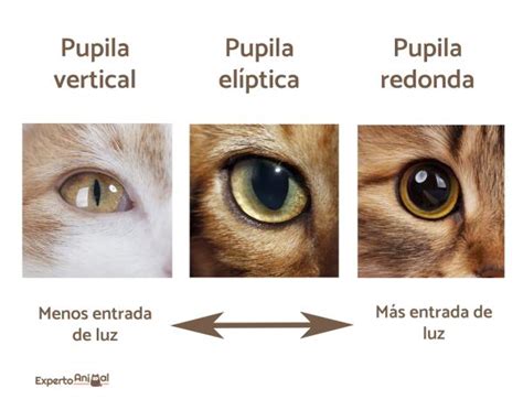 ¿por Qué Mi Gato Tiene Las Pupilas Dilatadas Causas Principales