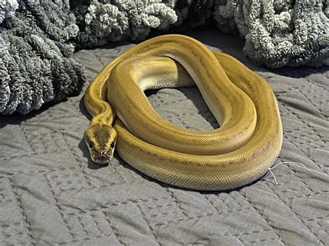 My Male Patternless African Rock Python Rafricanrockpythons