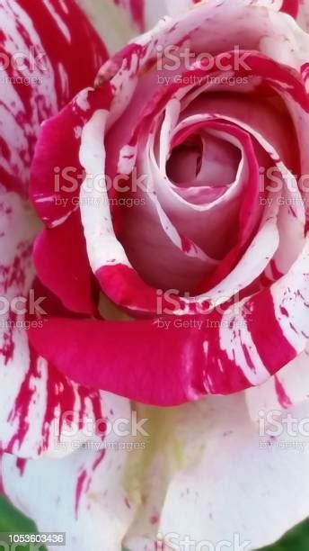 백색과 빨강 장미 근접 촬영 개화기에 대한 스톡 사진 및 기타 이미지 개화기 계절 꽃 나무 Istock