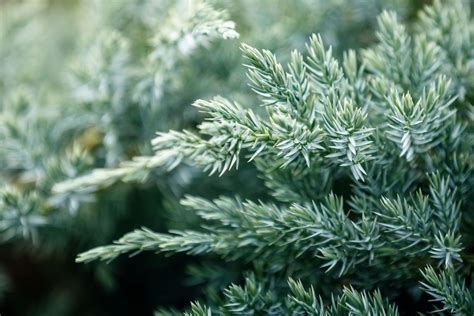 Explore Blue Pacific Juniper Shrub Eureka Farms