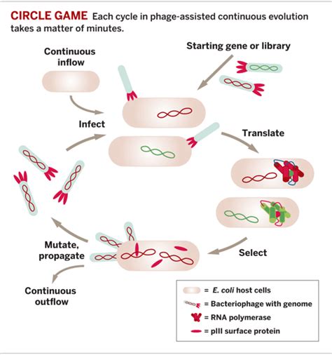 Picking Up The Pace Of Evolution