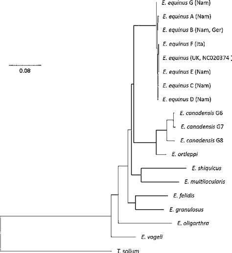 Figure 1 From A Sylvatic Lifecycle Of Echinococcus Equinus In The