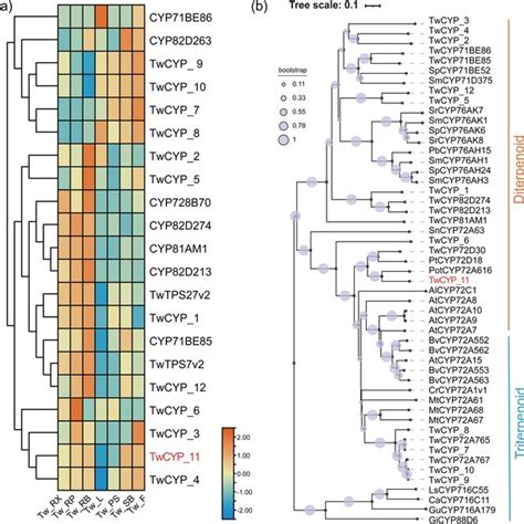 Phylogenetic Analysis And Transcriptional Profiling Of Candidate