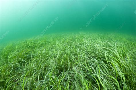 Sea Grass Stock Image C0124816 Science Photo Library