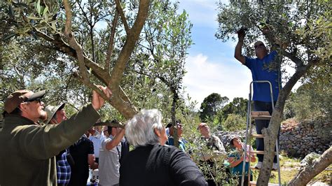 A Croatian Agronomists Guide To Olive Tree Pruning Olive Oil Times